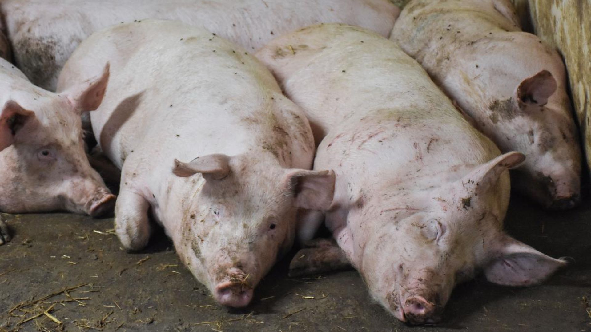 Massivt svigt af grise: Danske svineproducenter bruger kun få sekunder på dyrene om dagen ...